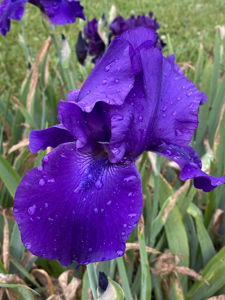 Photo of the bloom of Tall Bearded Iris (Iris 'Dark Triumph') posted by ...