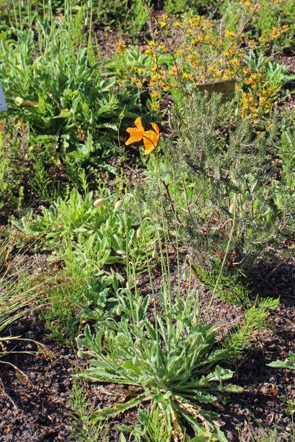 Photo of the entire plant of Moroccan Poppy (Papaver atlanticum) posted ...