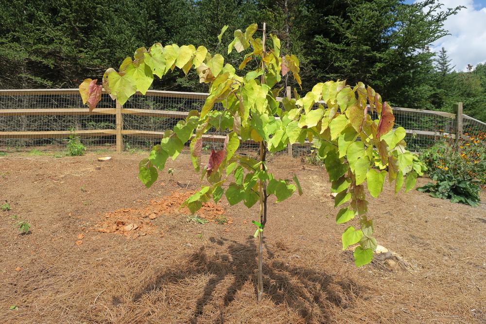 Photo of the entire plant of Eastern Redbud (Cercis canadensis Flame ...