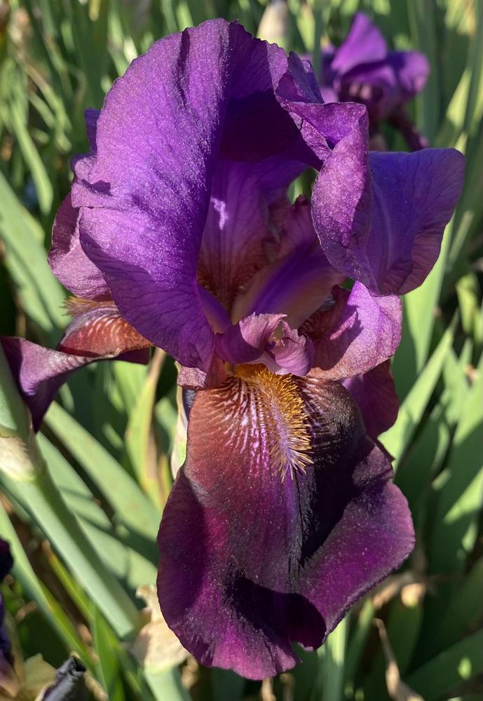 Tall Bearded Iris (Iris 'Dorothy Cook Clinefelter') in the Irises ...