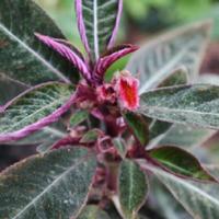 Photo of the bloom of Pearcea sprucei var. sprucei posted by ...