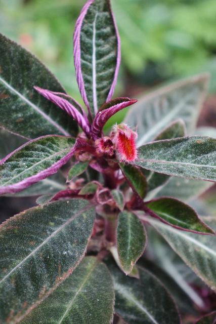 Photo of the bloom of Pearcea sprucei var. sprucei posted by ...