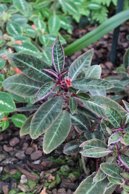 Photo of the entire plant of Pearcea sprucei var. sprucei posted by ...