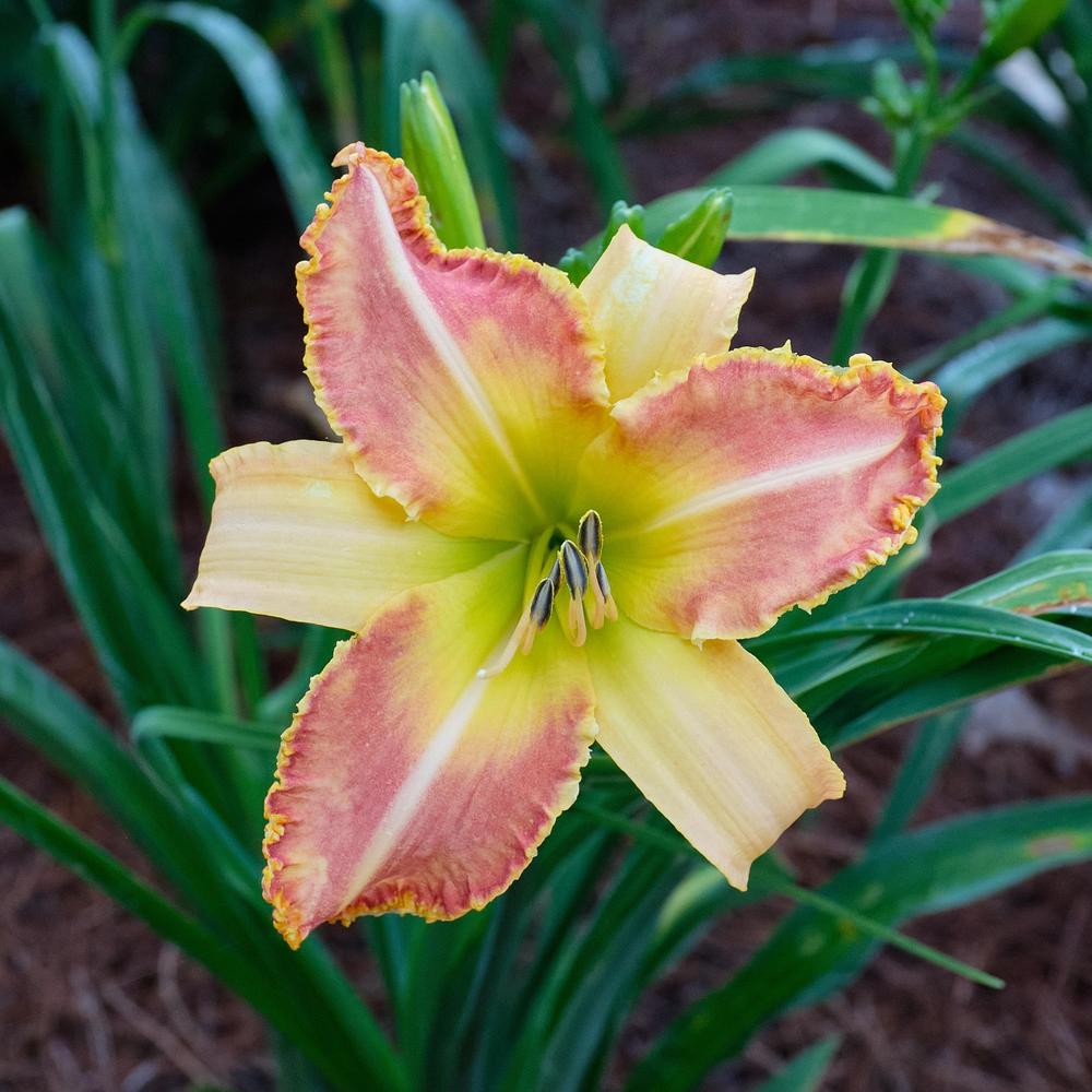 Daylily (Hemerocallis 'Bull Moose Jackson') in the Daylilies Database - Garden.org