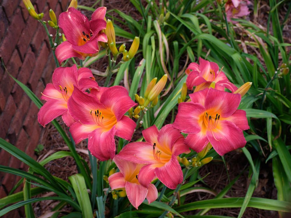 Photo of the bloom of Daylily (Hemerocallis 'Cherry Cheeks') posted by ...