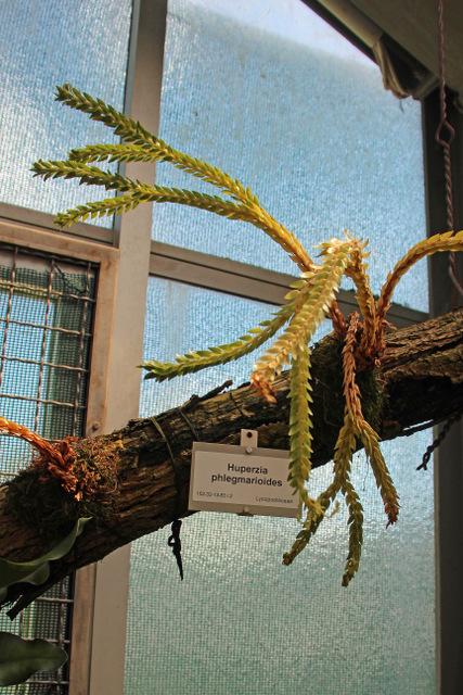 Photo of the entire plant of Phlegmariurus phlegmarioides posted by ...