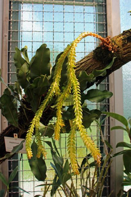 Photo of the entire plant of Phlegmariurus phlegmarioides posted by ...