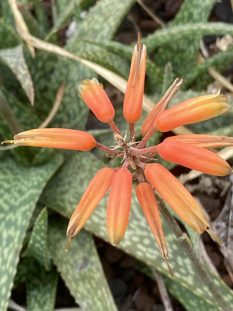Photo of the bloom of Snowflake Aloe (Aloe rauhii) posted by SL ...