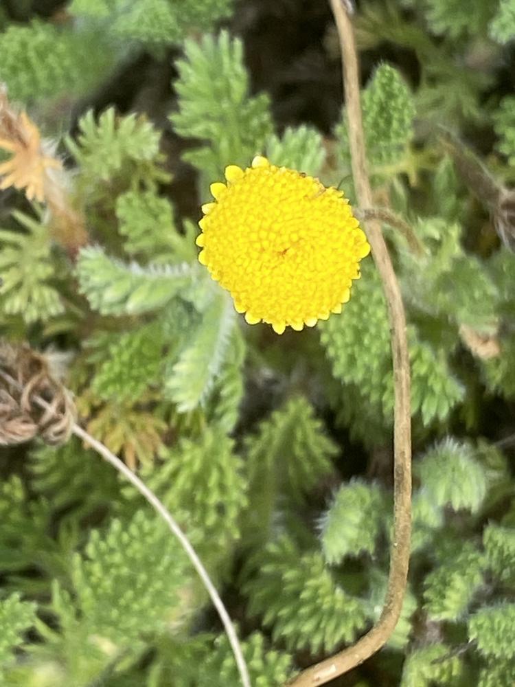 Photo of the bloom of Cotula lineariloba posted by SL_gardener - Garden.org