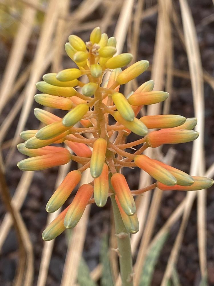 Snowflake Aloe (Aloe rauhii) in the Aloes Database - Garden.org