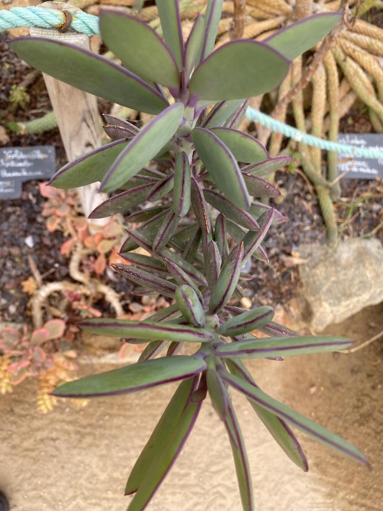 Photo of the entire plant of Lavender Steps (Senecio crassissimus ...