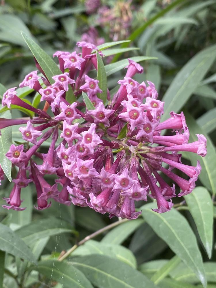 Photo of the bloom of Purple Cestrum (Cestrum x cultum) posted by SL ...