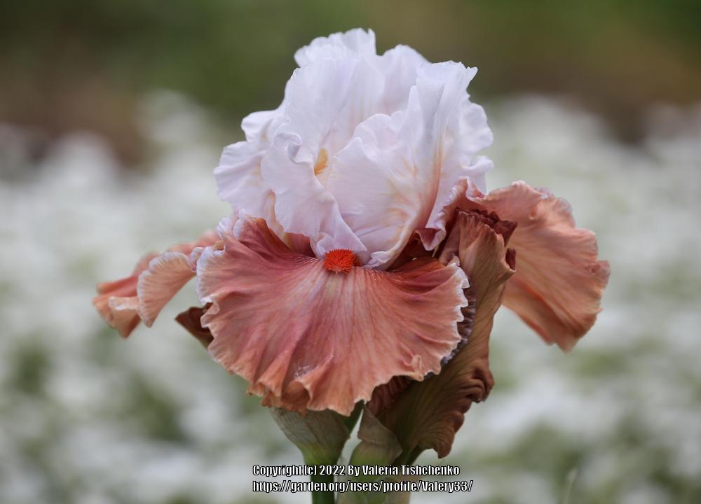 Photo of the bloom of Tall Bearded Iris (Iris 'Magic Mirror') posted by ...