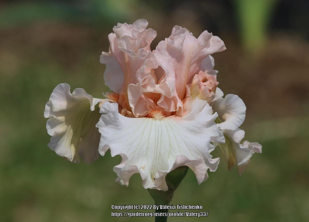 Photo of the bloom of Tall Bearded Iris (Iris 'Magical') posted by ...