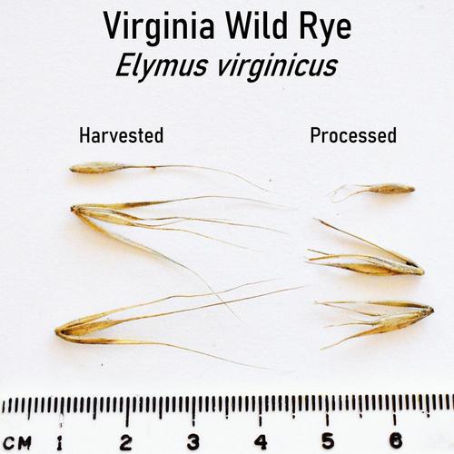 Virginia wild rye (Elymus virginicus) - Garden.org