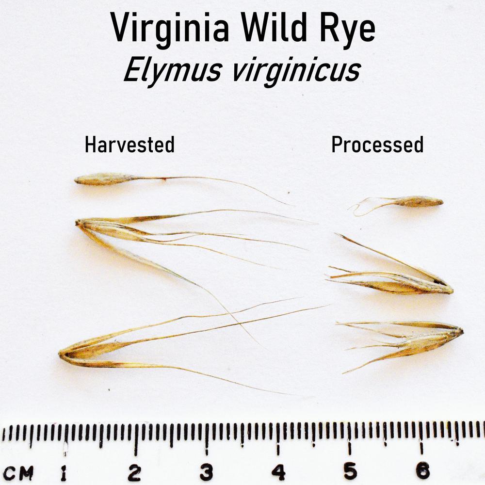 Virginia wild rye (Elymus virginicus) - Garden.org