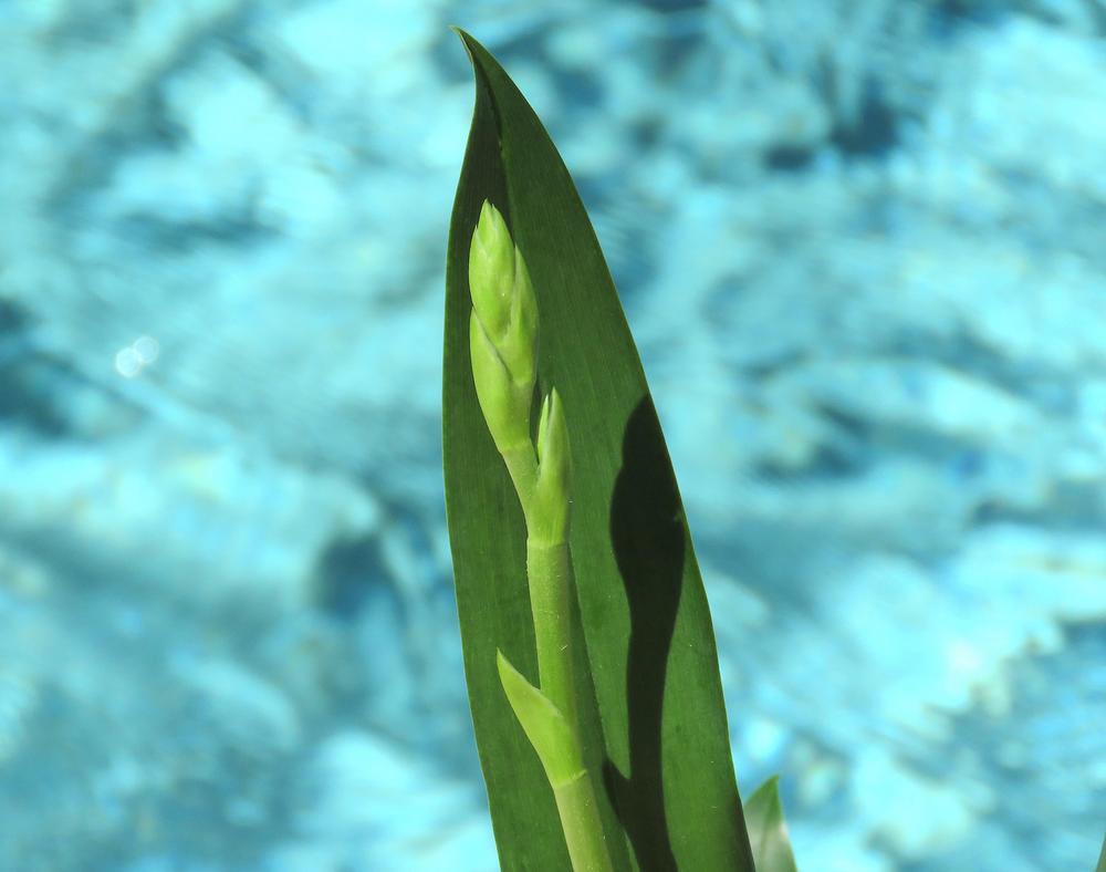 Photo of the closeup of buds, sepals and receptacles of Orchid ...