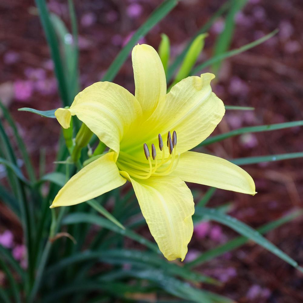 Photo of the bloom of Daylily (Hemerocallis 'Hyperion') posted by ...