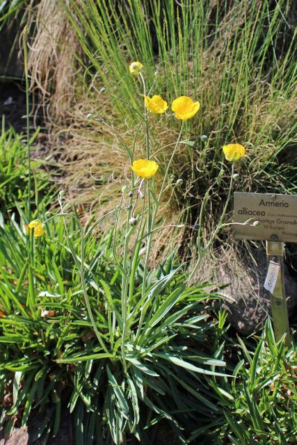 Photo of the entire plant of Grassy-Leaved Buttercup (Ranunculus ...