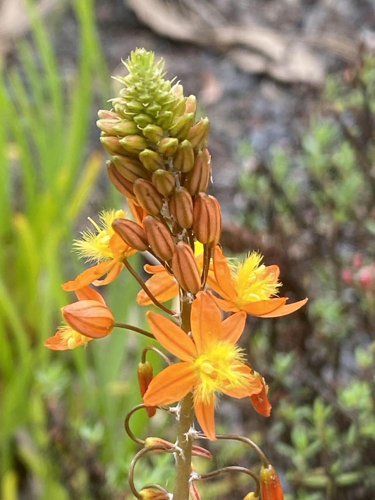 Photo of the bloom of Stalked Bulbine (Bulbine frutescens) posted by SL ...