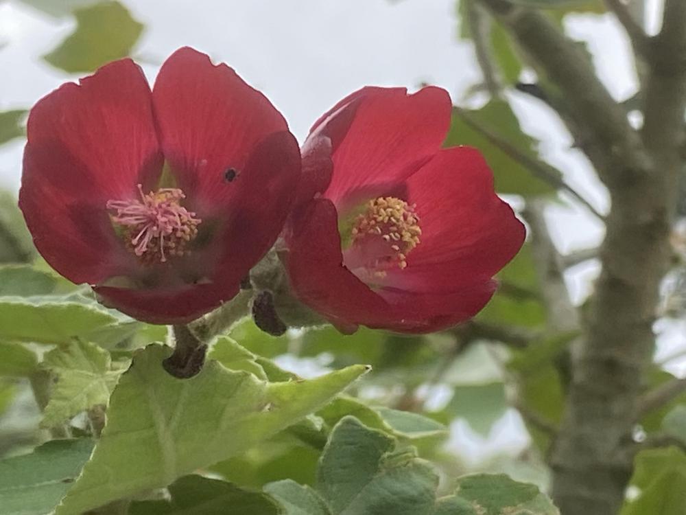 Photo of the bloom of Mexican Bush Mallow (Phymosia umbellata) posted ...