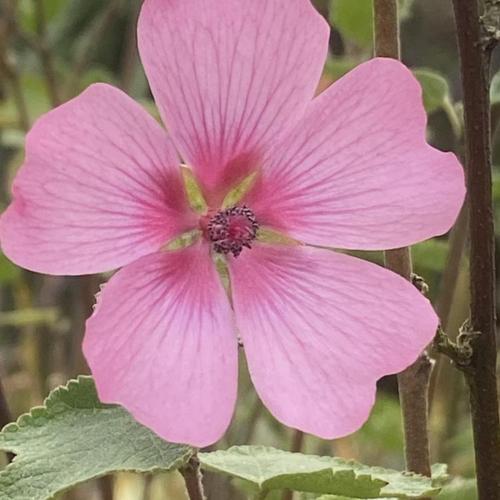 Cape Mallow (Anisodontea capensis) - Garden.org