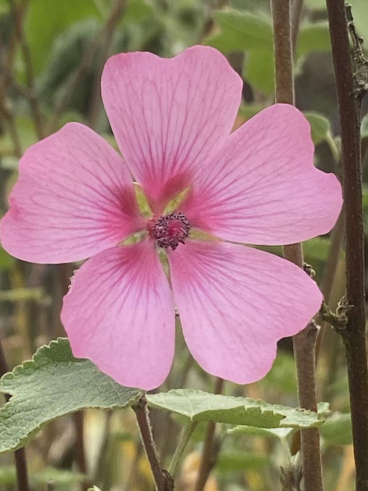 Cape Mallow (Anisodontea capensis) - Garden.org