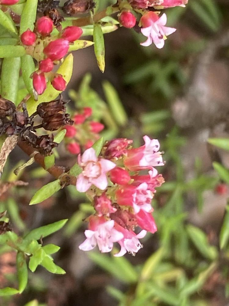 Alpine Azalea (Kalmia procumbens) - Garden.org