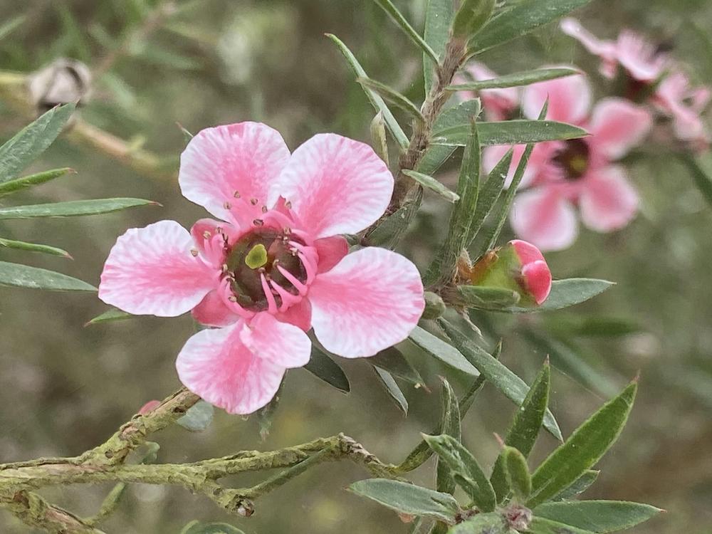 Photo of the bloom of New Zealand Tea Tree (Leptospermum scoparium ...