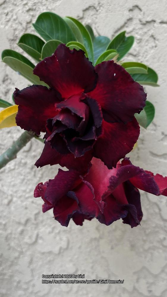 Photo of the bloom of Desert Rose (Adenium obesum 'Black Dragon ...