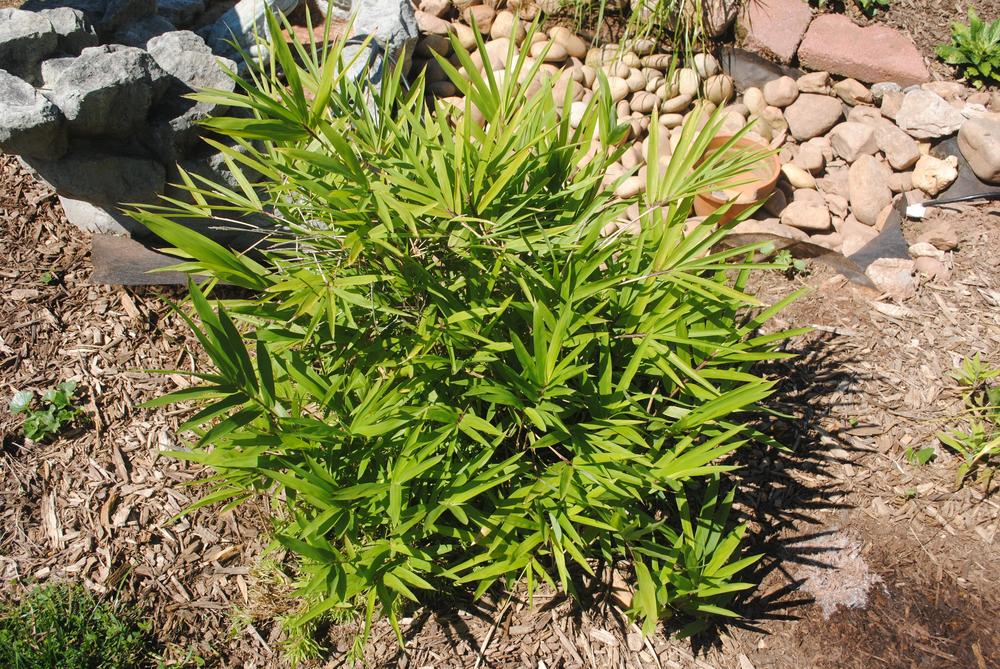 Photo of the entire plant of Switch Cane (Arundinaria tecta) posted by ...