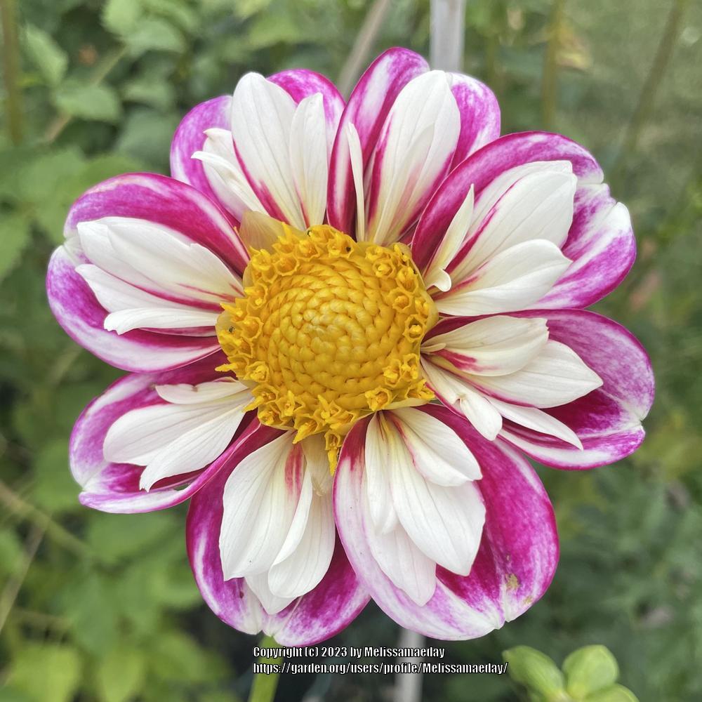 Photo of the bloom of Dahlia 'Bumble Rumble' posted by Melissamaeday ...