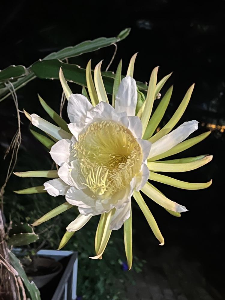 Photo of the bloom of Dragon Fruit (Selenicereus undatus) posted by ...