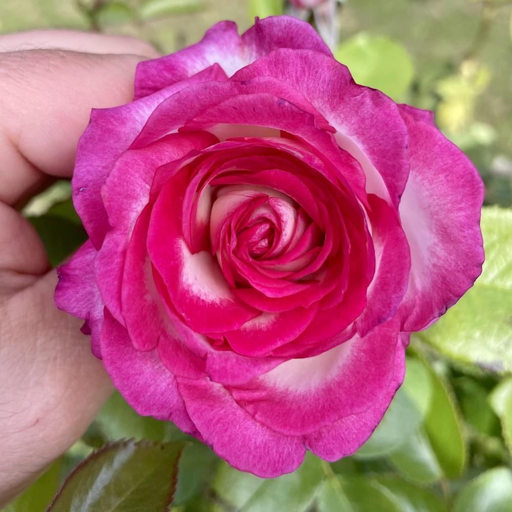 Rose (Rosa 'Atlas') in the Roses Database - Garden.org