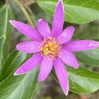 Crossberry (Grewia occidentalis) - Garden.org