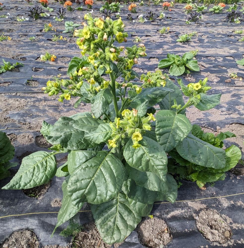 Photo of the entire plant of Tobacco (Nicotiana rustica 'Punche ...