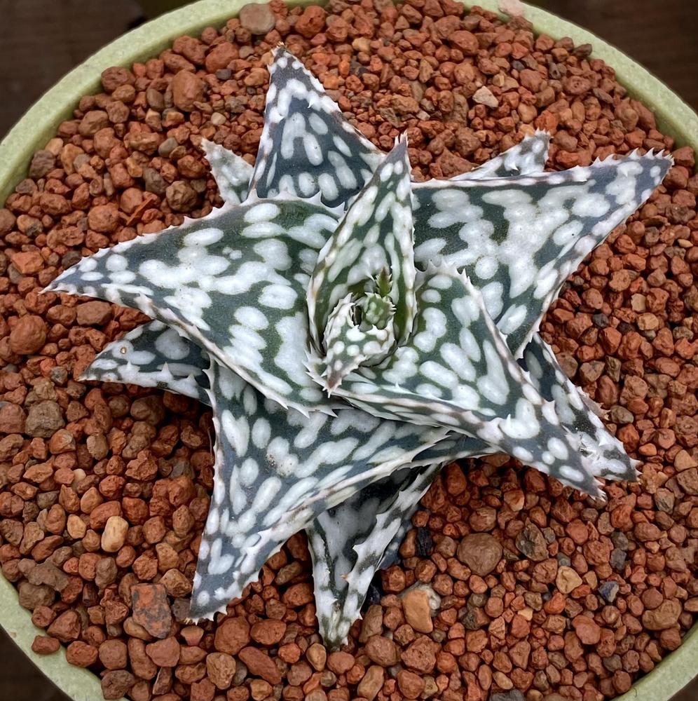 Photo of the entire plant of Aloe 'Snowstorm' posted by ketsui73 ...