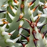 Photo of the leaves of Krimpvarkie (Aloe erinacea) posted by ketsui73 ...
