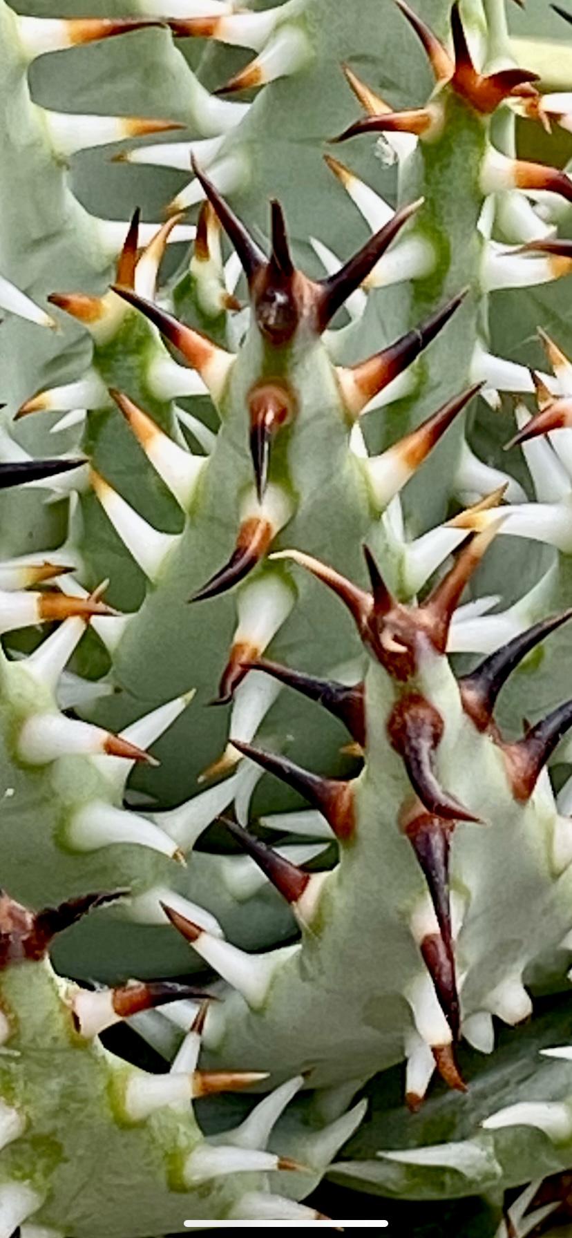 Photo of the leaves of Krimpvarkie (Aloe erinacea) posted by ketsui73 ...