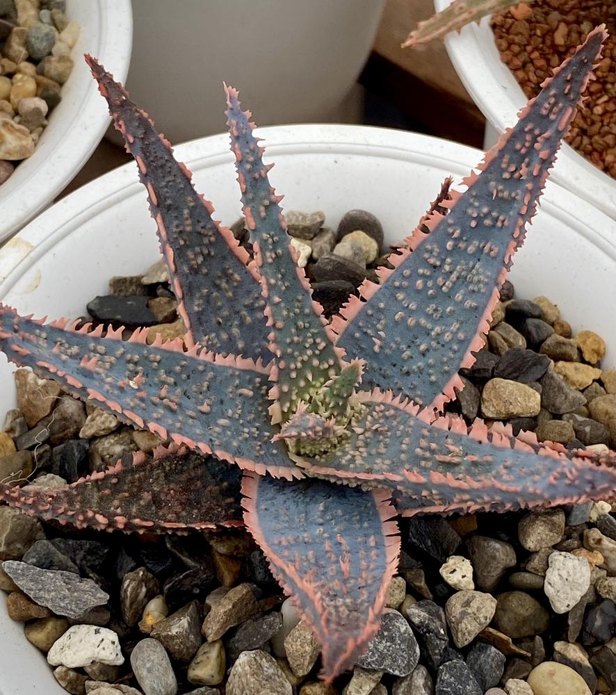 Photo of the entire plant of Aloe 'Purple Haze' posted by ketsui73 ...