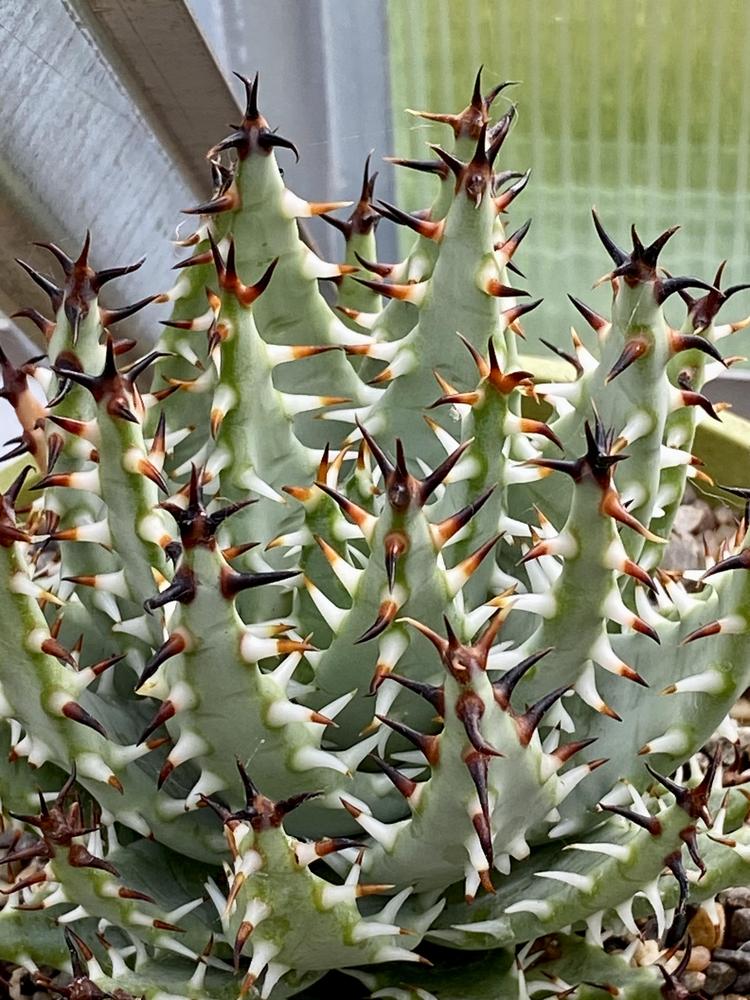 Photo of the entire plant of Aloe (Aloe erinacea) posted by ketsui73 ...