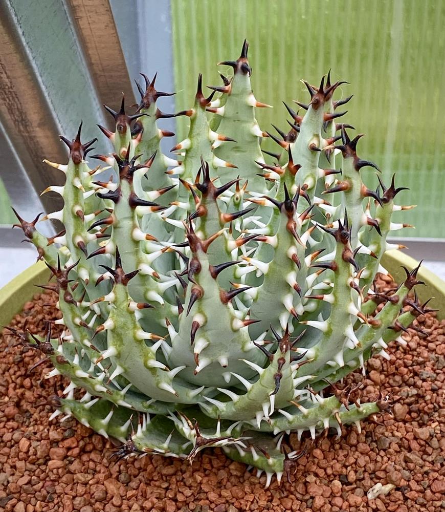 Krimpvarkie (Aloe erinacea) in the Aloes Database - Garden.org