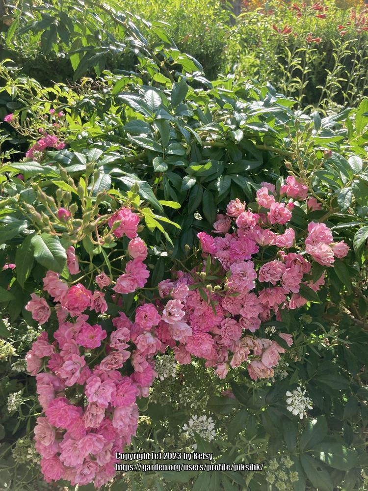 Rose (Rosa 'Sweet Pea') in the Roses Database - Garden.org