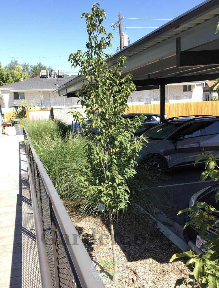 American Hornbeam (Carpinus caroliniana Rising Fire®) - Garden.org