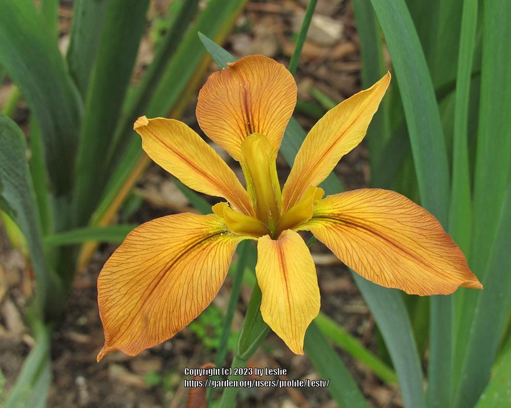 Iris (Iris fulva 'Brown Recluse') in the Irises Database - Garden.org