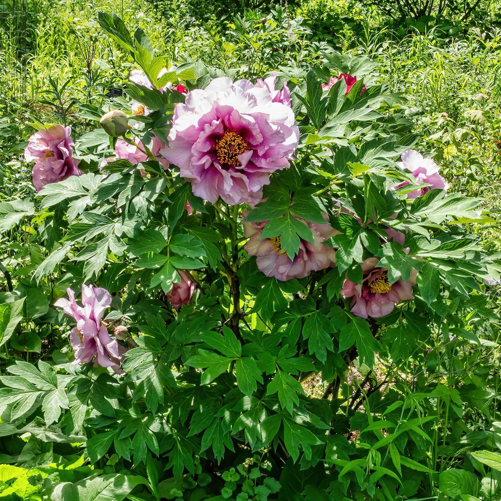 Photo of the entire plant of Peony (Paeonia 'Wisteria Reflections') posted by arctangent ...