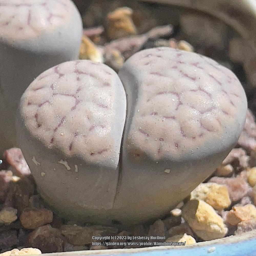 Photo of the entire plant of Living stones (Lithops schwantesii subsp ...