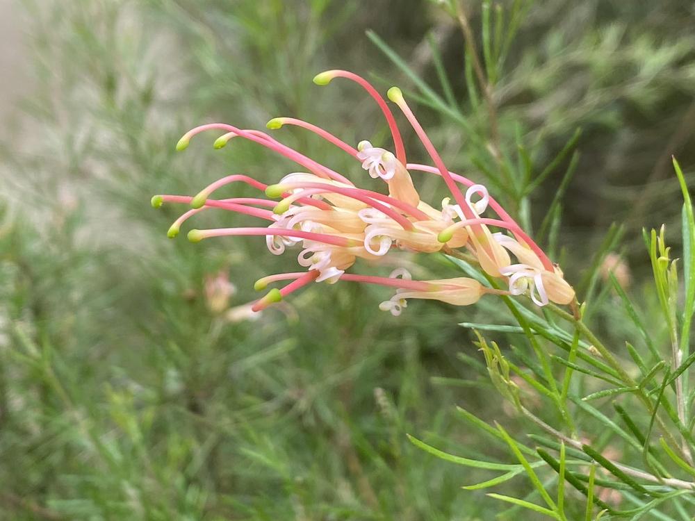 Photo of the bloom of Grevillea rosmarinifolia 'Jenkinsii' posted by SL ...