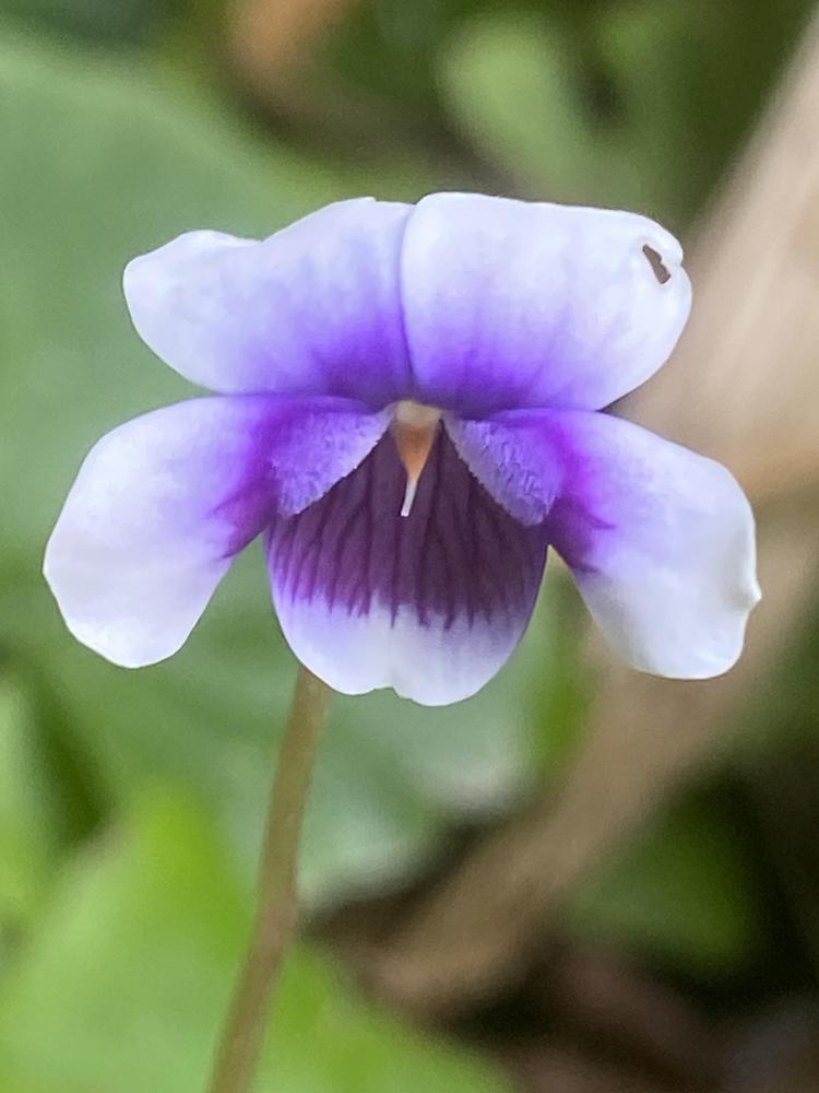 Photo of the bloom of Ivy-Leaf Violet (Viola hederacea) posted by SL ...
