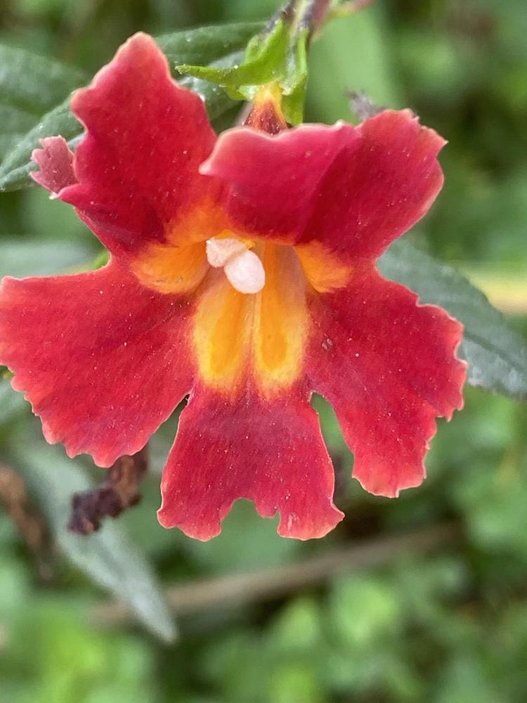 Photo of the bloom of San Diego Monkey Flower (Diplacus puniceus ...